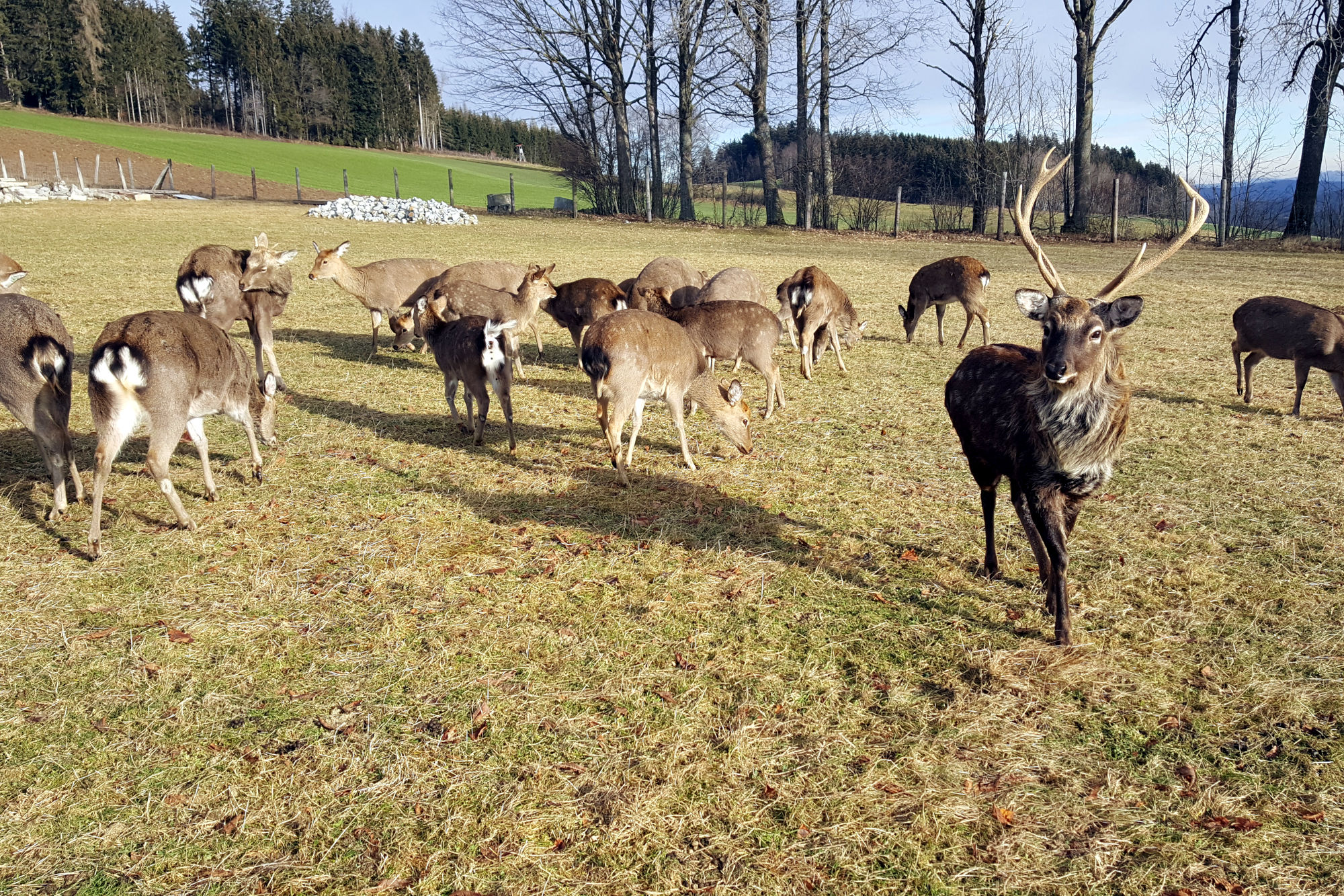 Sikawild & Damwild - Sikawild Baumgartner